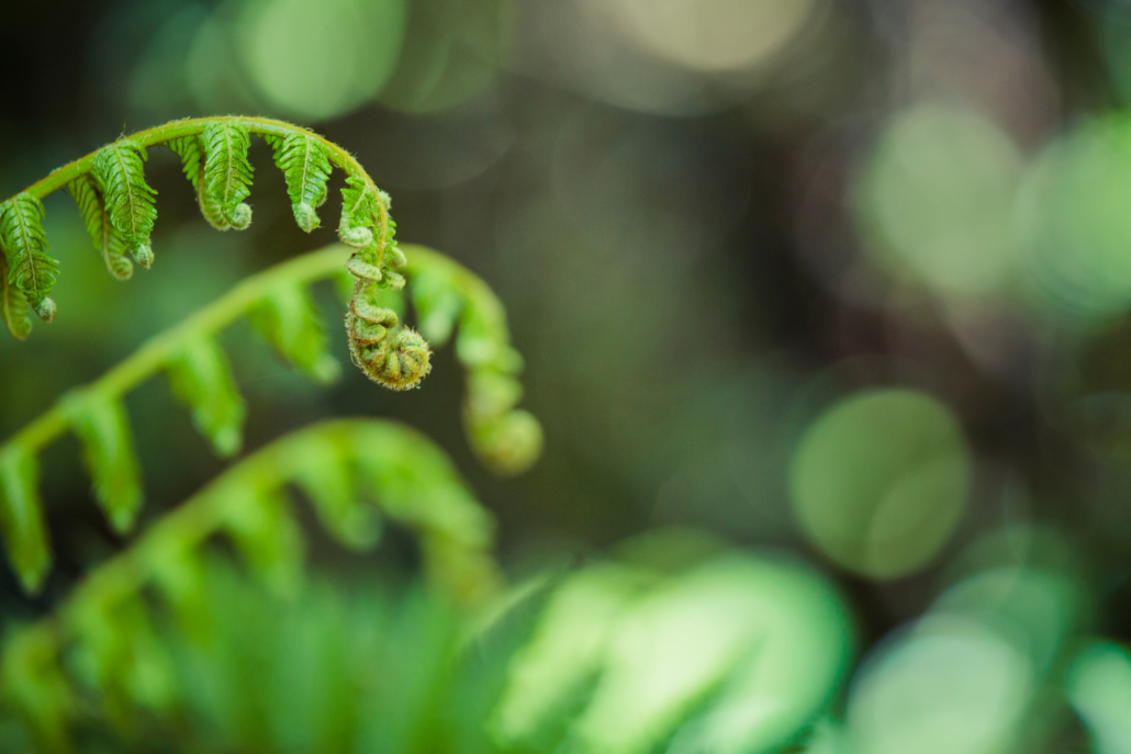 Unravelling fern frond closeup, one of New Zealand symbols. | Sanstone ...